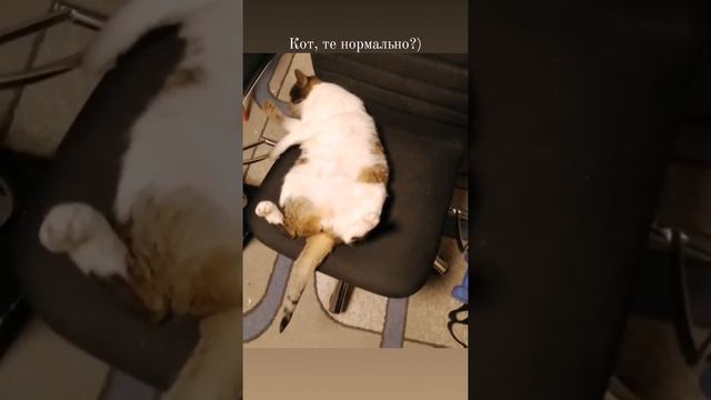 Кот, те нормально? #shorts