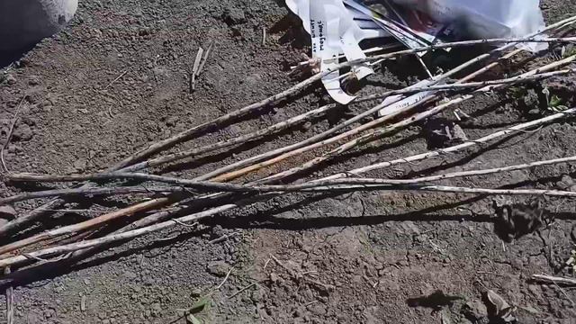 Посадки и работы в огороде. Покупки для сада и огорода. Природа