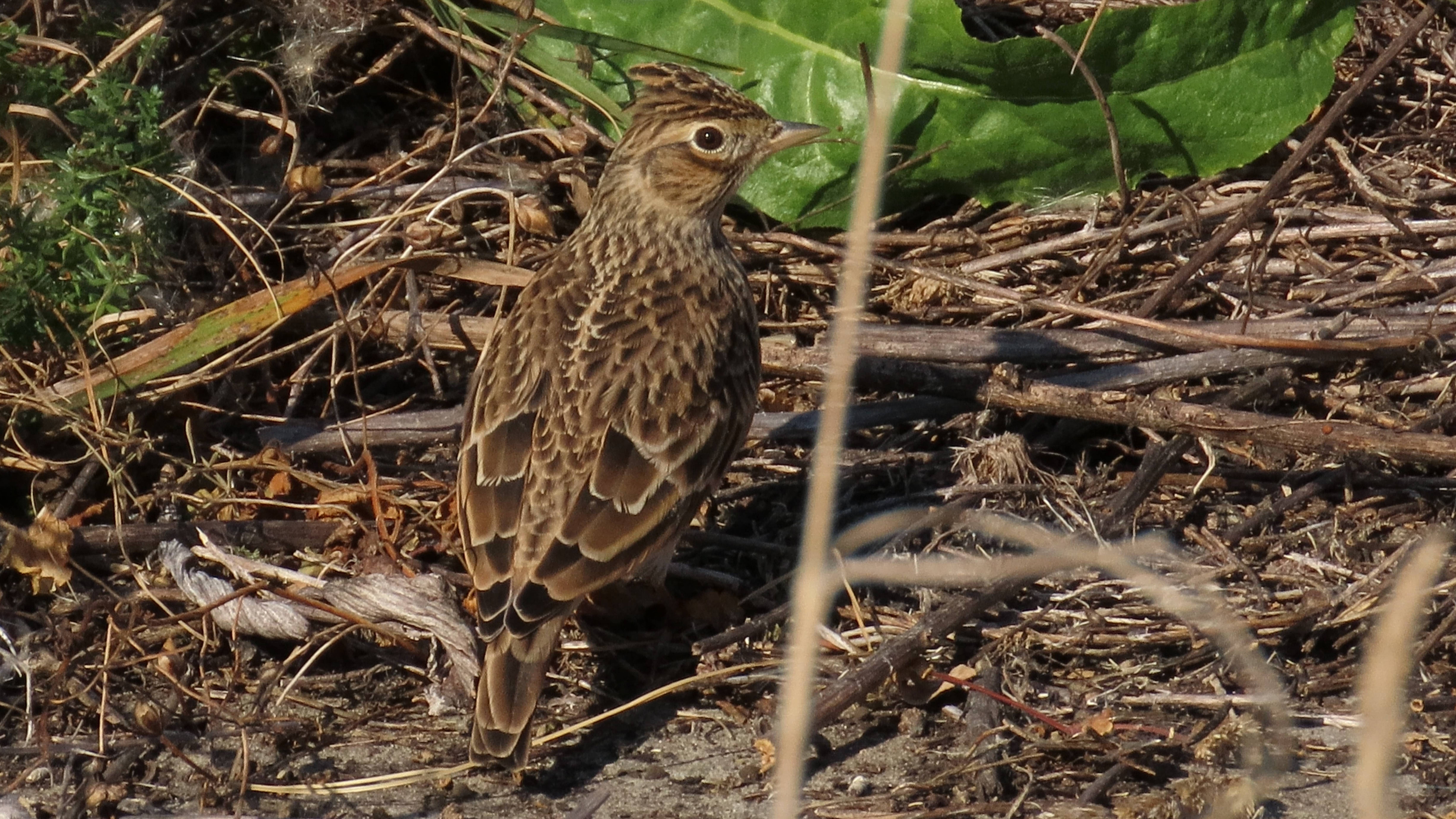 Жаворонок полевой_#4, Крылатское, 25 сентября 2024