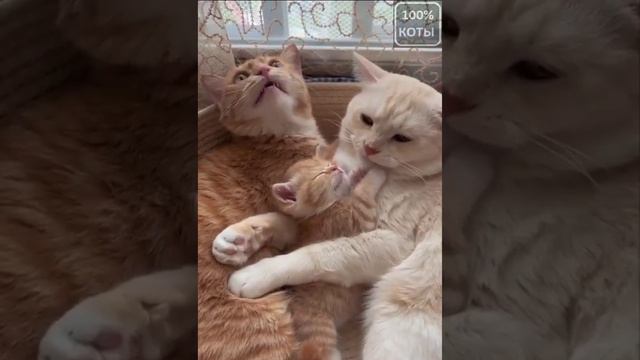 Счастливый вечер в семье