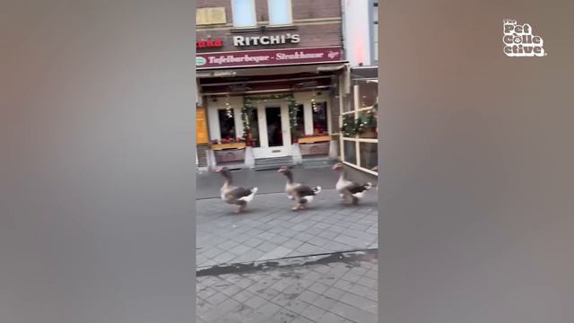 мега подборка приколов с животными