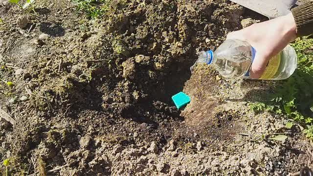 Как прогнать крота с участка