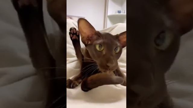 Кто здесь !!!?