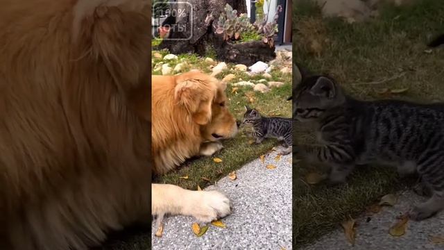 Красота страшная сила