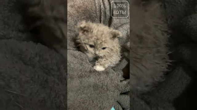 Зовите меня просто - Кучерявый