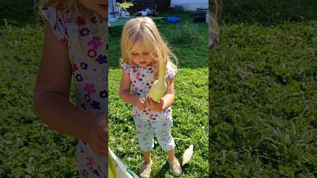 Помощница чистит кукурузу