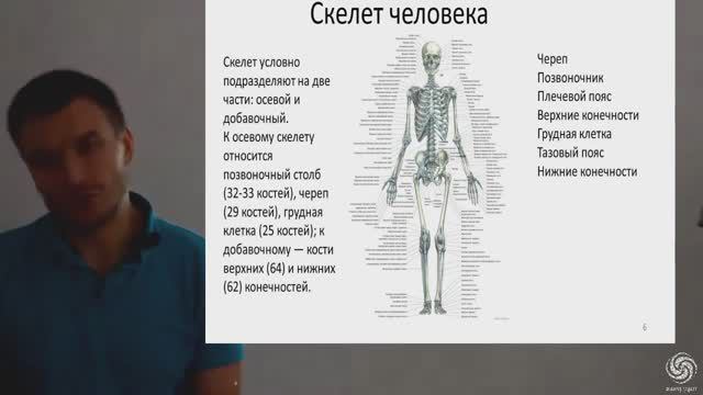 6.16. Опорно двигательный аппарат часть 1