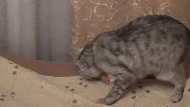 Кот и птичка