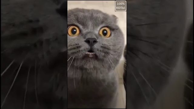 Что такое КУСЬ?