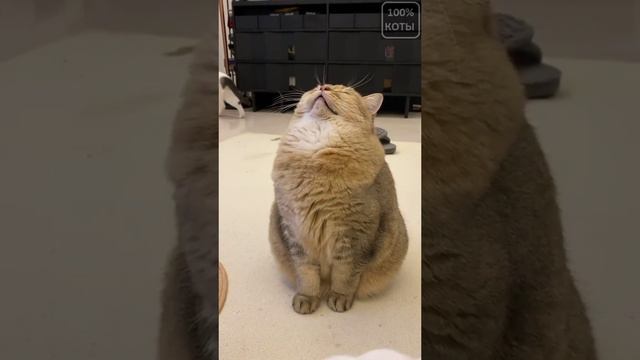 Утренняя планерка в понедельник