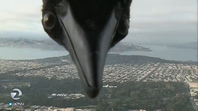 Bird photobombs weather report KTVU