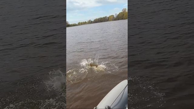 Красивая свечка от бойкой щучки🤩

В такие моменты главная мысль - Хоть бы не сошла!