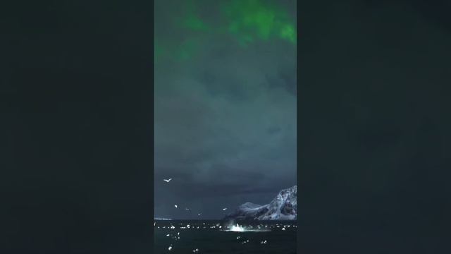 Норвегия, косатки