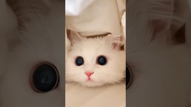 Кто тут шумел ?