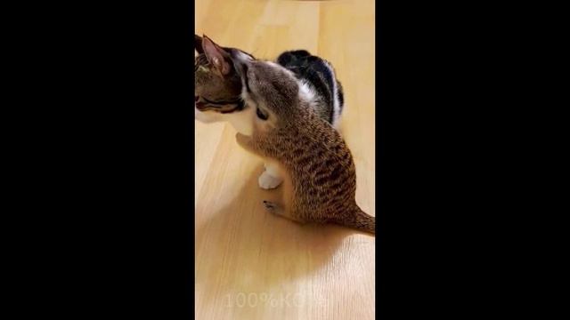 Как надо встречать любимого с работы