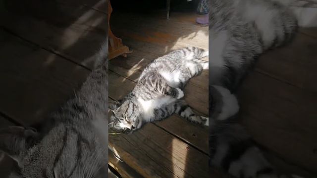 Осенние кайфокоты #shorts #кот #кошки #деревня