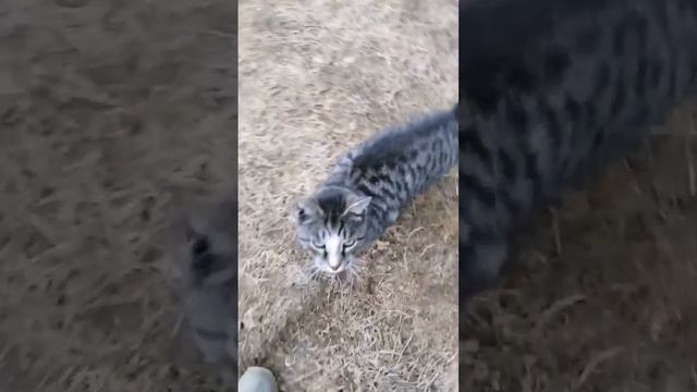 Говорящий кот Жора #cats #talkingtom #коты #кот #кошки #приколы #приколыскотами #говорящийтом