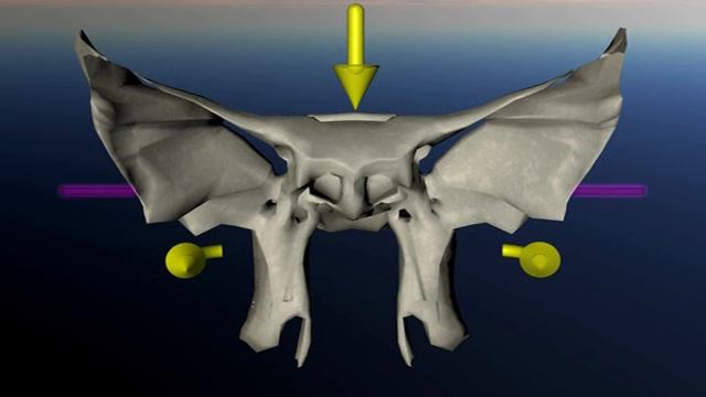 Клиновидная кость. Видео 2