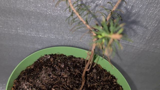 Альтернифолия 12