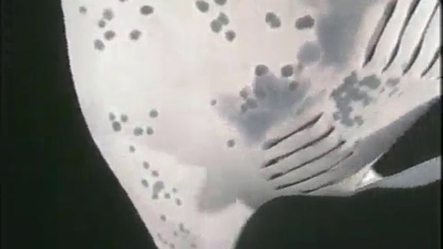 Акула рассуждает о новом любовнике - скате Манте