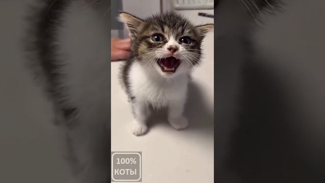 Вы мне еще за всё ответите !