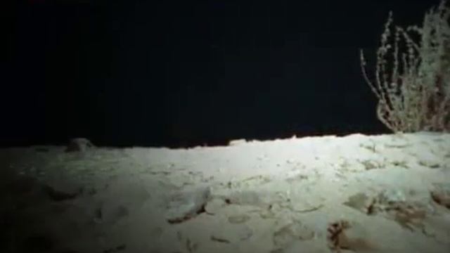 Листонос охотиться в темноте