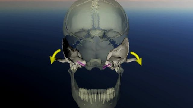 Височные кости. Видео 1