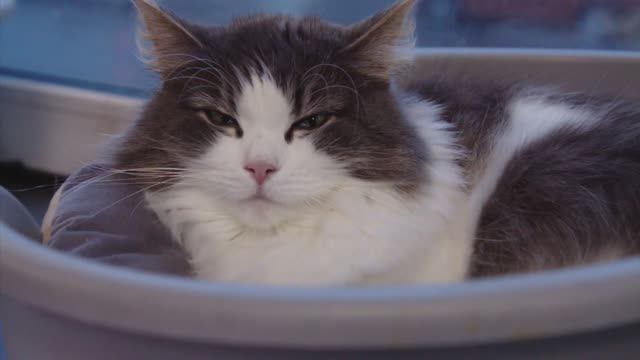 Добро пожаловать в Республику котов!  (Картинки странствий) (Санкт-Петербург, 2023)