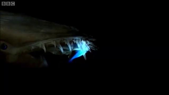 Глубоководный хищник использует светящуюся приманку.