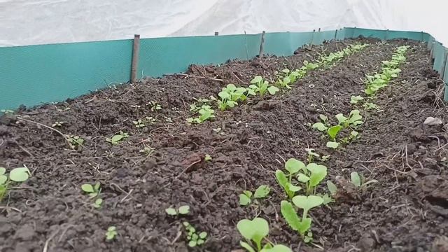 Защитила укроп от тли. Эксперимент с редисом. Посадка в 3 волны