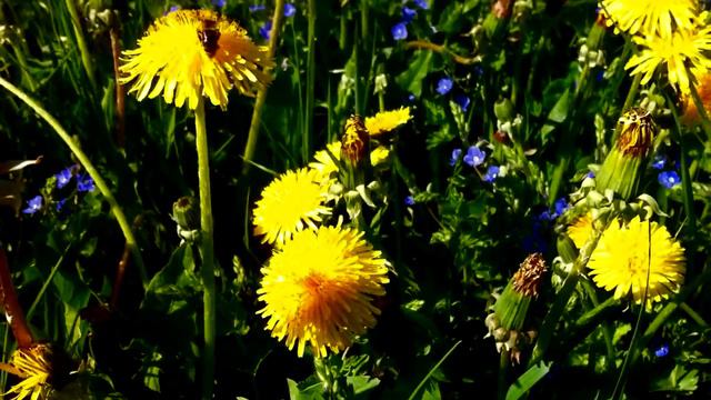 На исходе весны, накануне лета (Видео-этюд)