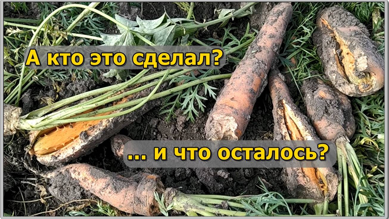 Урожай. (Картошка, морковка и прочие огородные прелести)