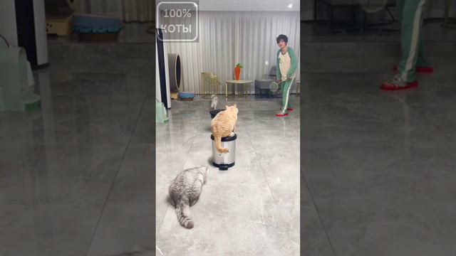 Бадминтон любимый вид спорта котов