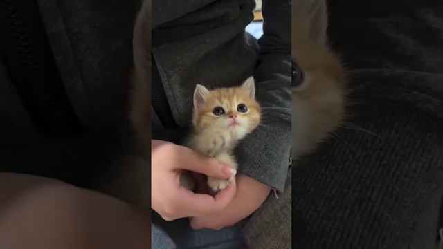 Сразу видно кто в семье главный