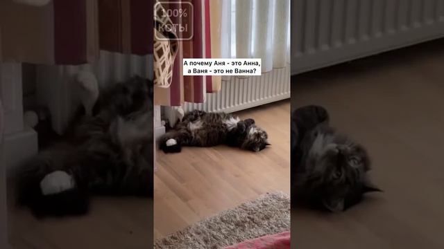 О чём думает кот