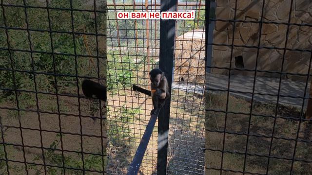 Тайган - свободолюбивый капуцин плакса🤭