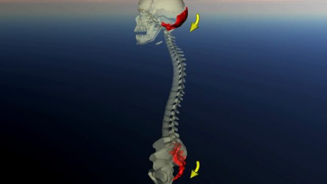 Основная взаимосвязь затылочной кости и крестца. Видео 1