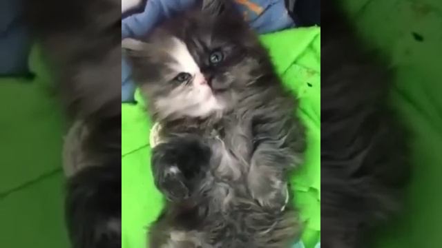 У меня одна половина от ПАПЫ а другая от МАМЫ