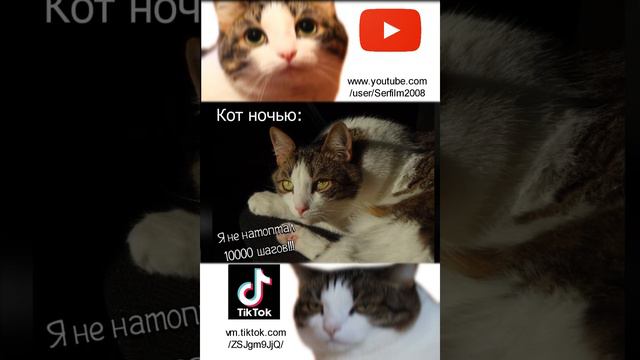 Любой кот в три часа ночи: #shorts