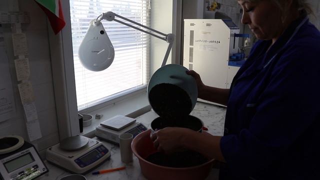 Август икмәк кабул итү предприятиесендә урак өсте