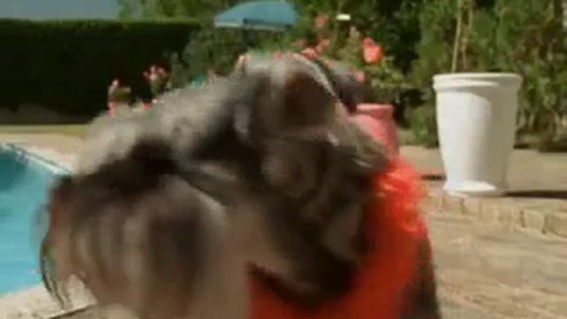 Сцинк пугает собаку