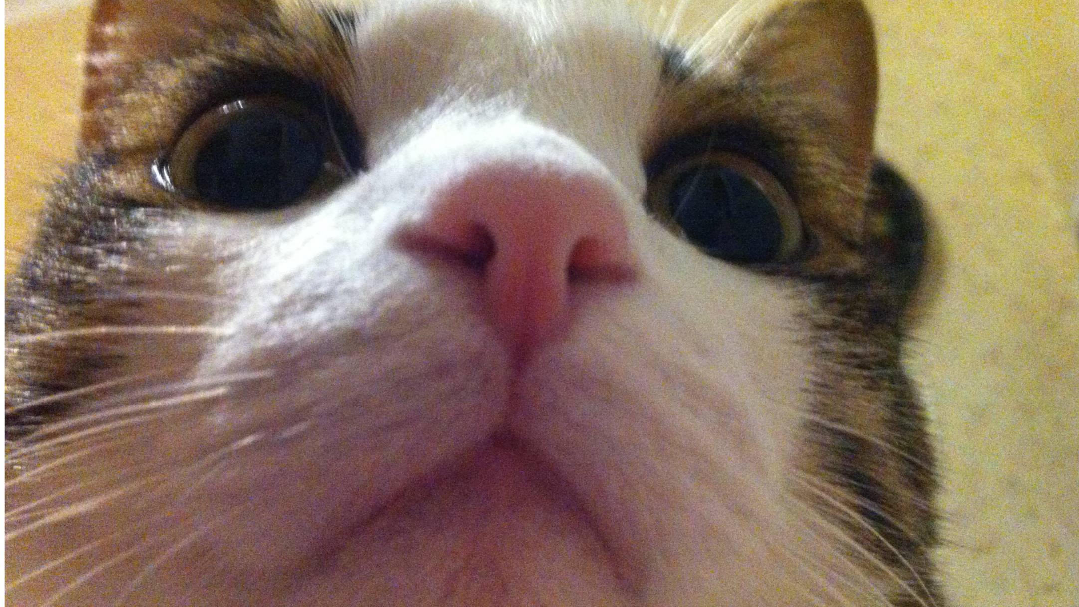 Редиска, Бублик и ковер (Звериный сюжет)