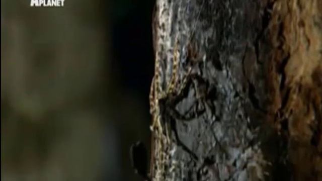 Богомол учит паука урокам дуэли