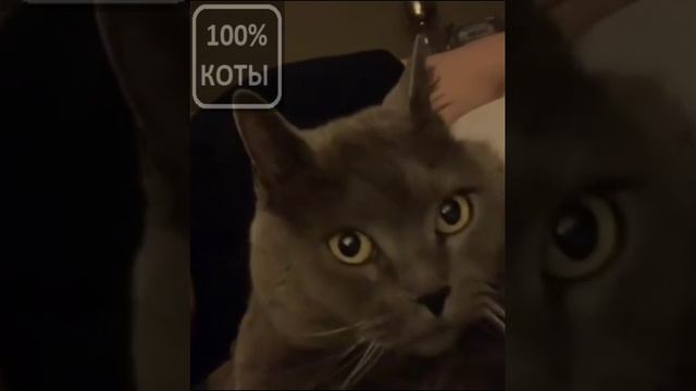 Хозяин - ты меня пугаешь