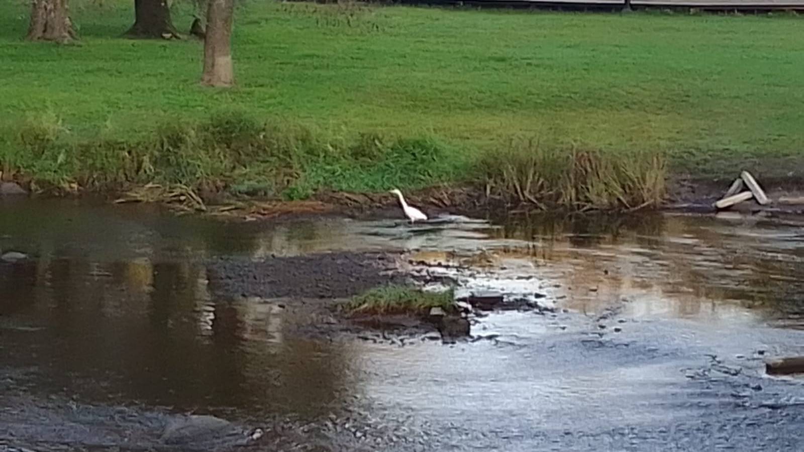 Псков. Финский парк. 26 сентября 2024 года. Утро. Цапля ловит рыбу.