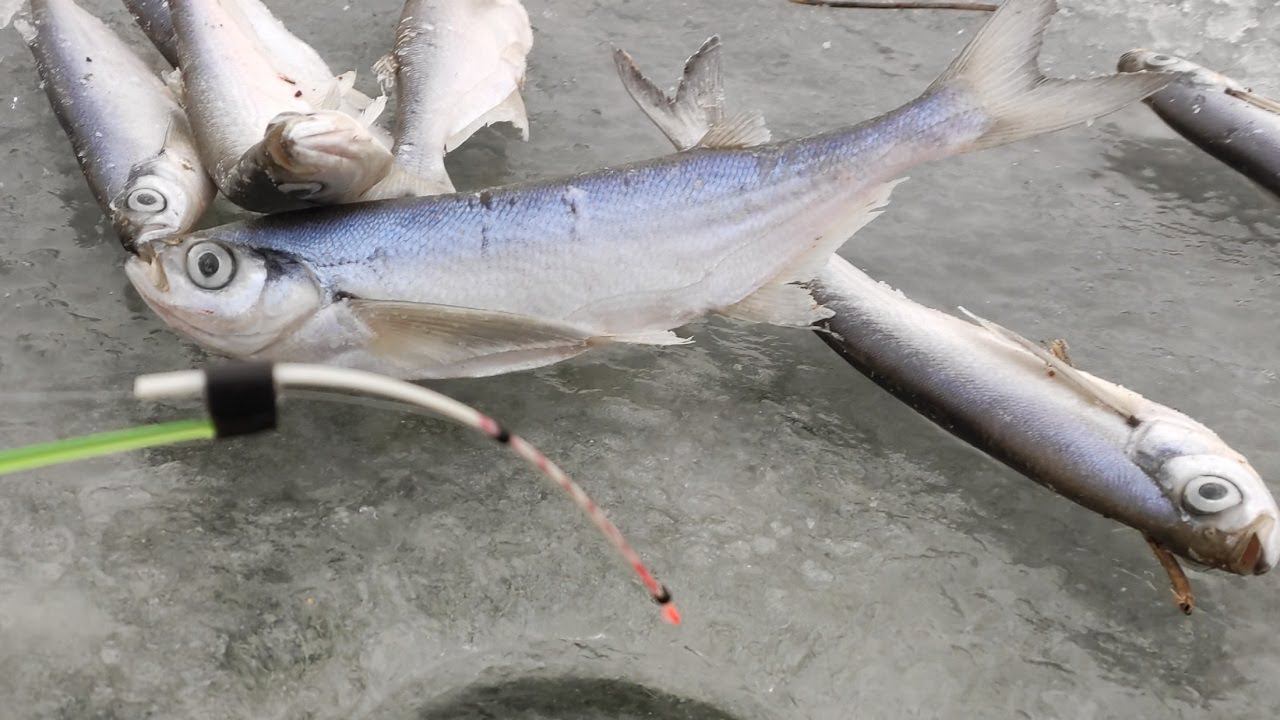 ЗИМНЯЯ РЫБАЛКА НА УДОЧКИ - ЛОВЛЯ ЧЕХОНИ ЗИМОЙ СО ЛЬДА