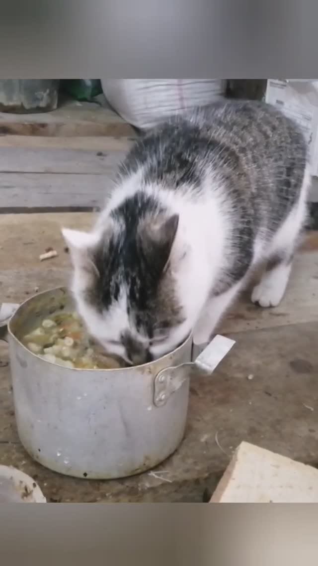 Городские и деревенские кошки #cats #кошки #приколыскотами