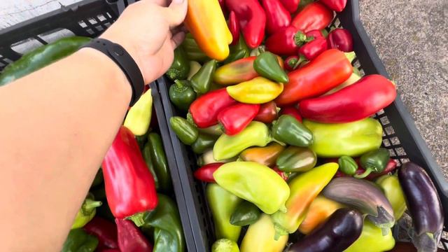 12 сентября. Убрала все помидоры и перцы из теплицы. Огурцы скрутила в кольцо.