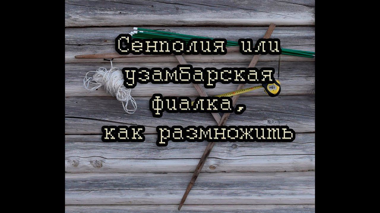 Сенполия, узамбарская фиалка, как размножить