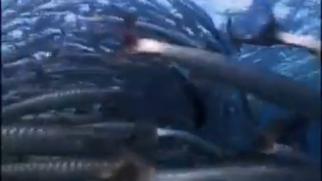 Фаберлик.Японские водоросли для "Novoftema".